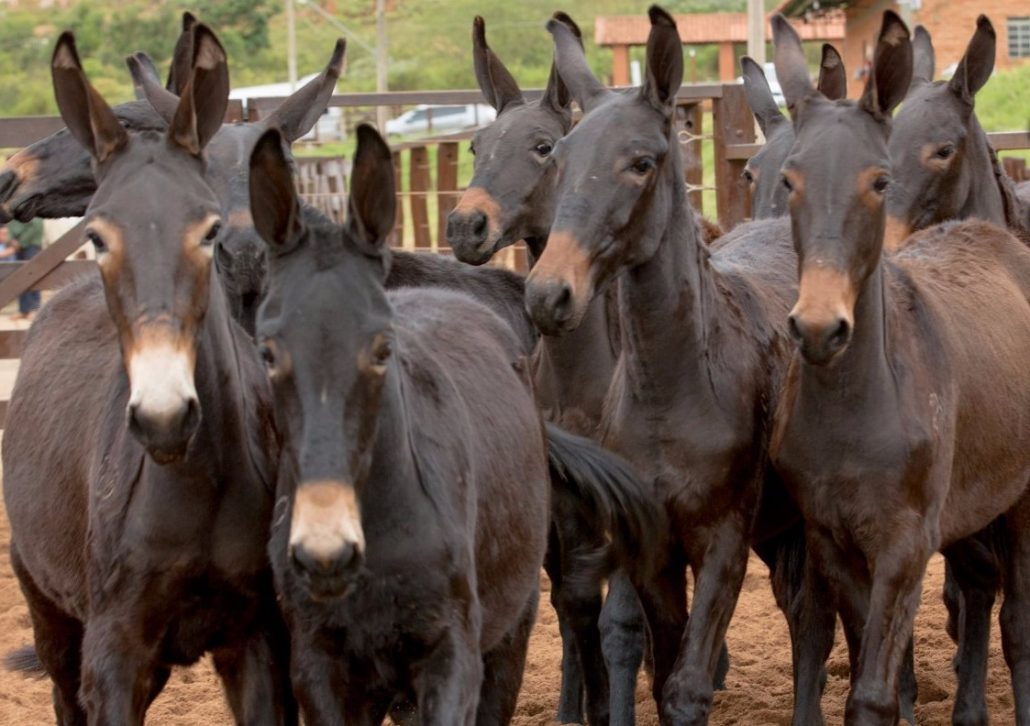 Coluna do Dal: Das mulas – AEASMS